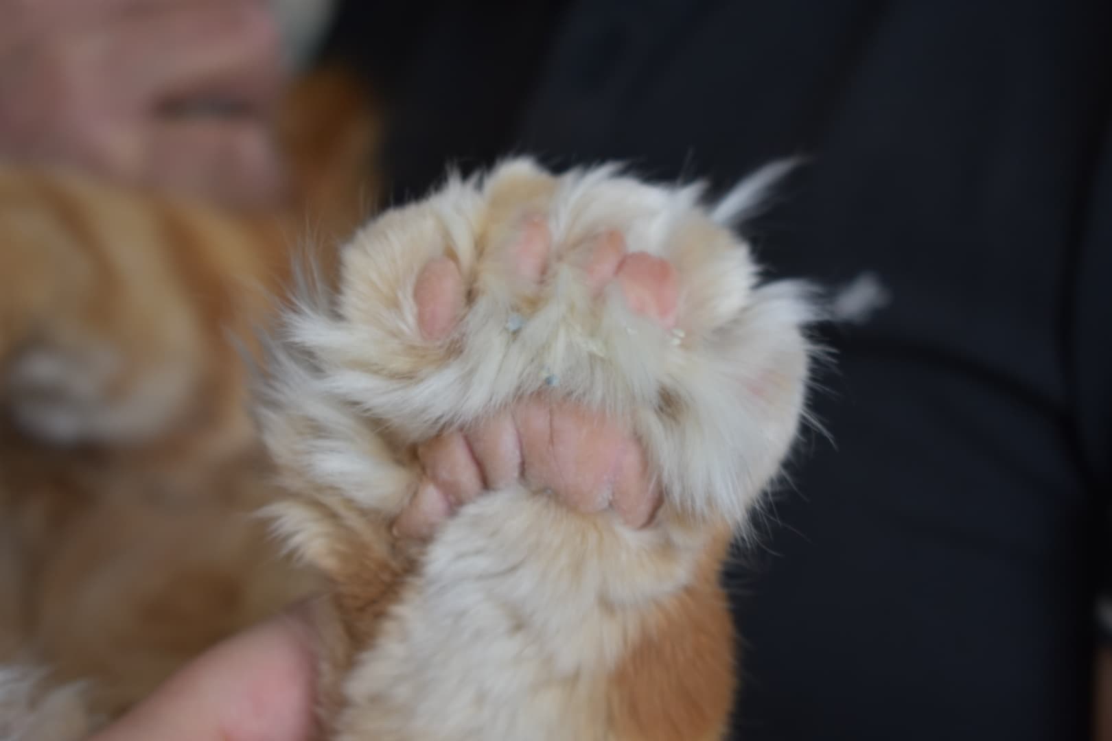 Polydactyle - Chachou de mam's